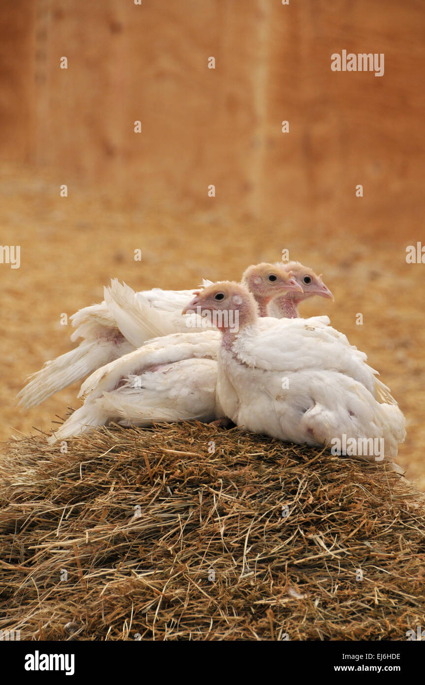 Three young turkeys on straw in farm Stock Photo - Alamy