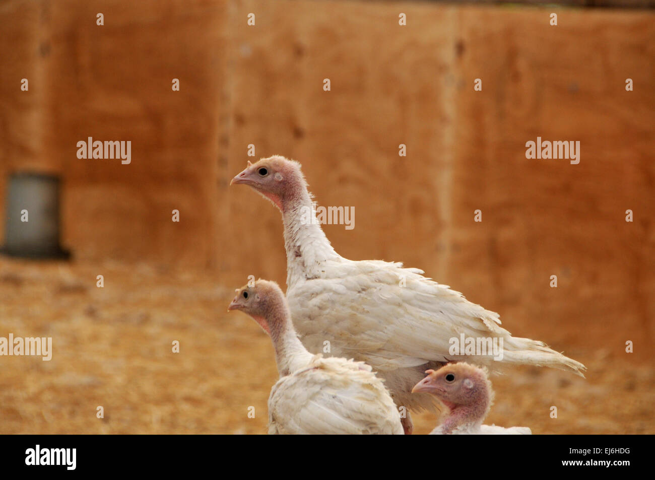 Turkeys on Farm Stock Photo - Alamy