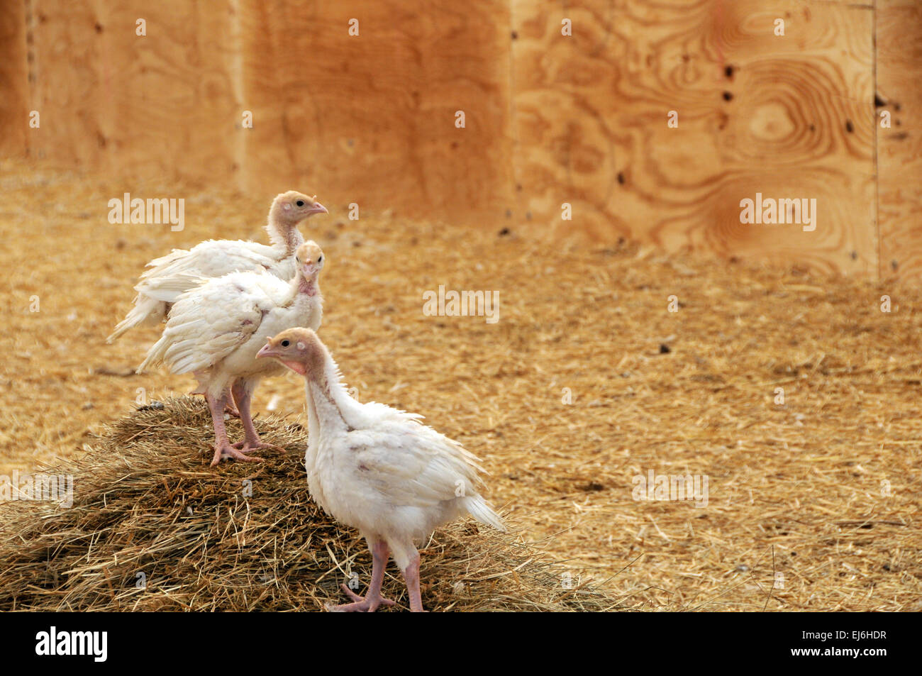 Young turkeys on straw in farm Stock Photo - Alamy