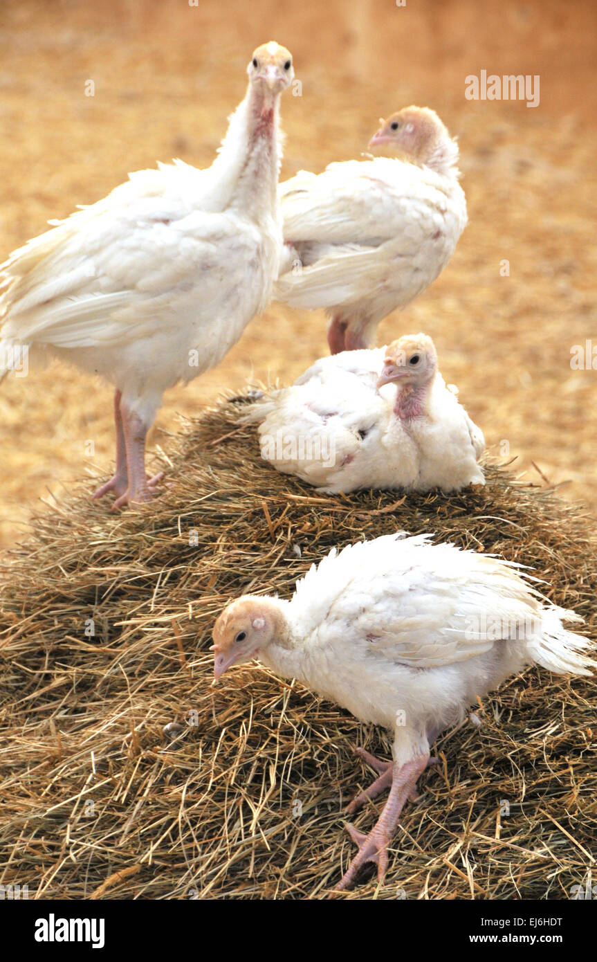 Turkeys on Farm Stock Photo - Alamy