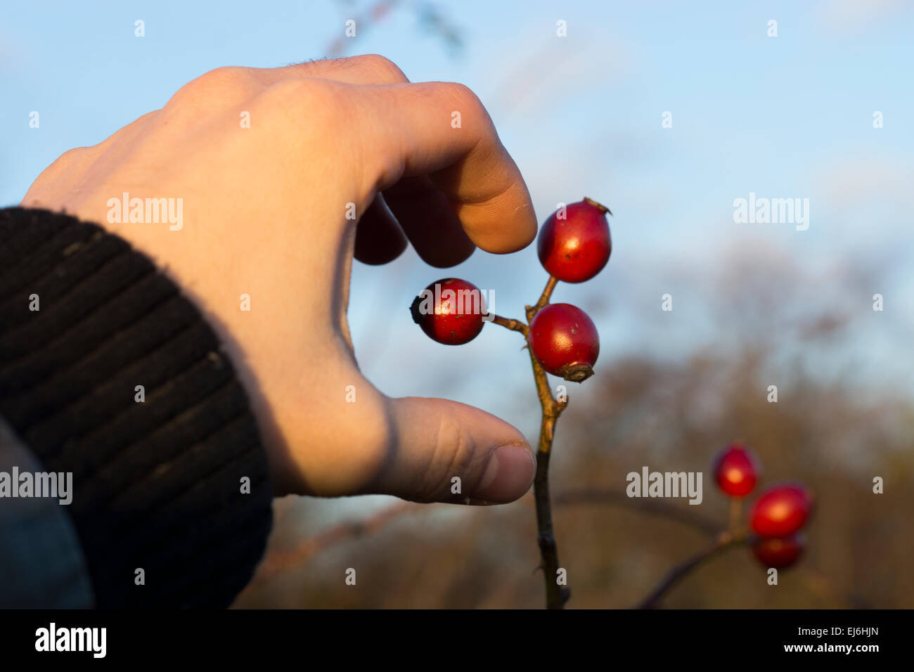 Red natural bird cherry's growing Stock Photo - Alamy