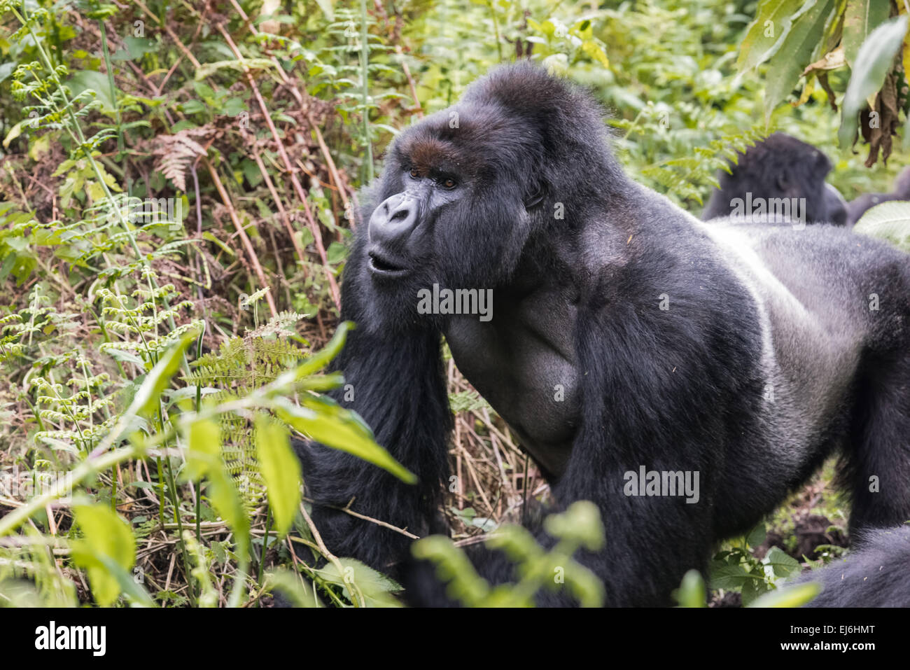 Mountain gorilla silverback in the jungle, Rwanda Stock Photo - Alamy