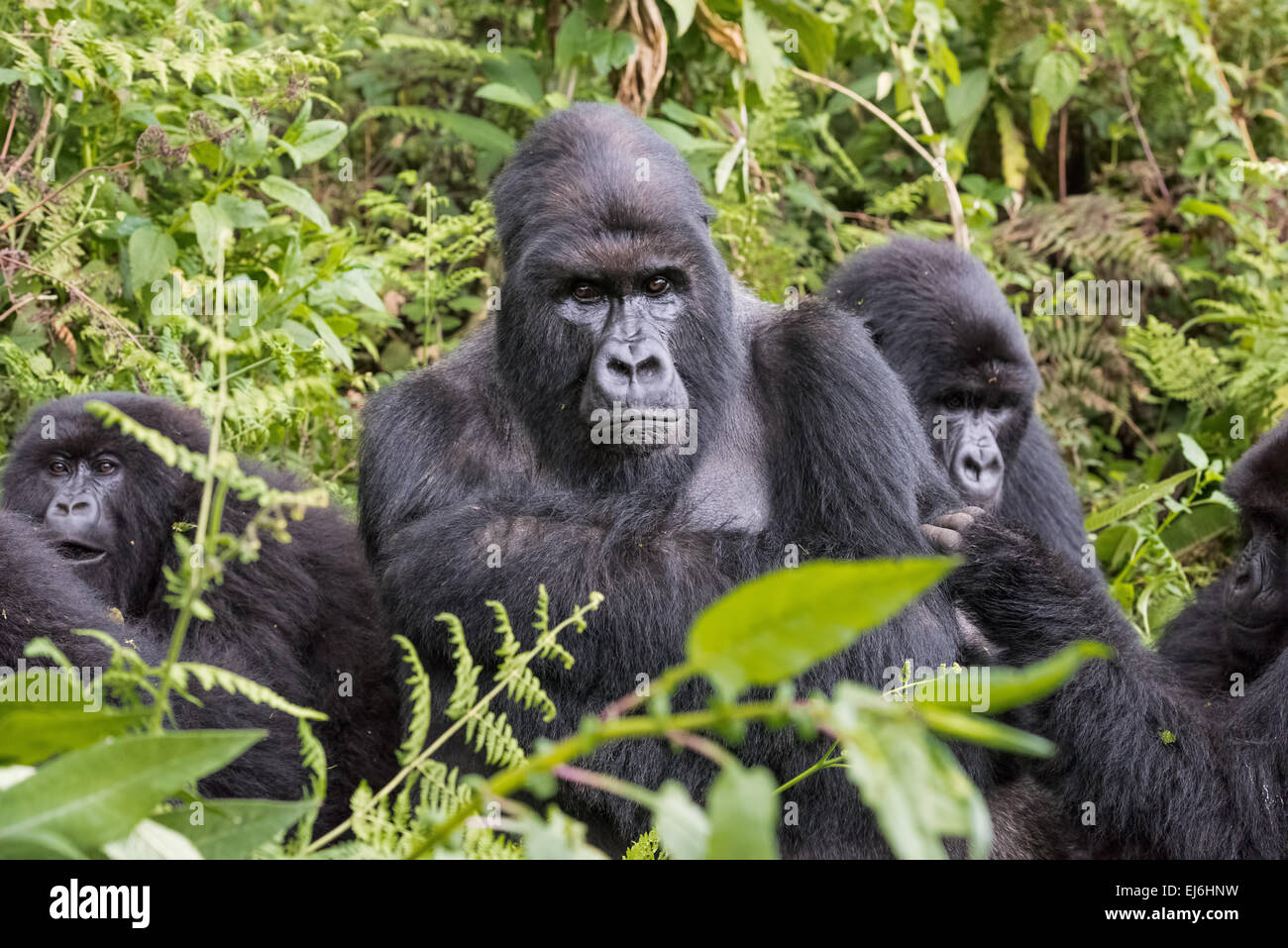 Silverback gorillas hi-res stock photography and images - Alamy