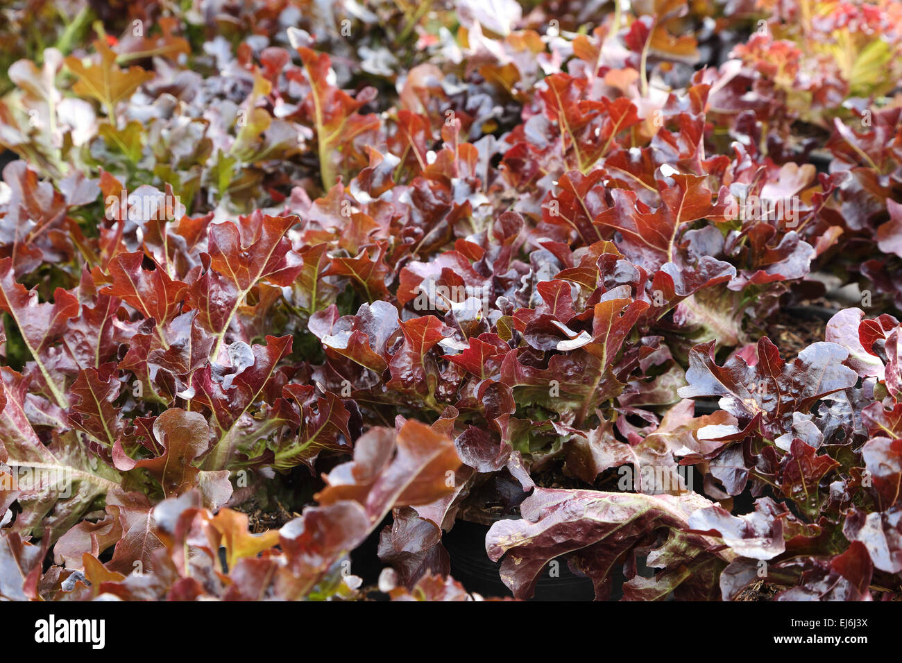 Fresh red oak is grown in pot Stock Photo - Alamy