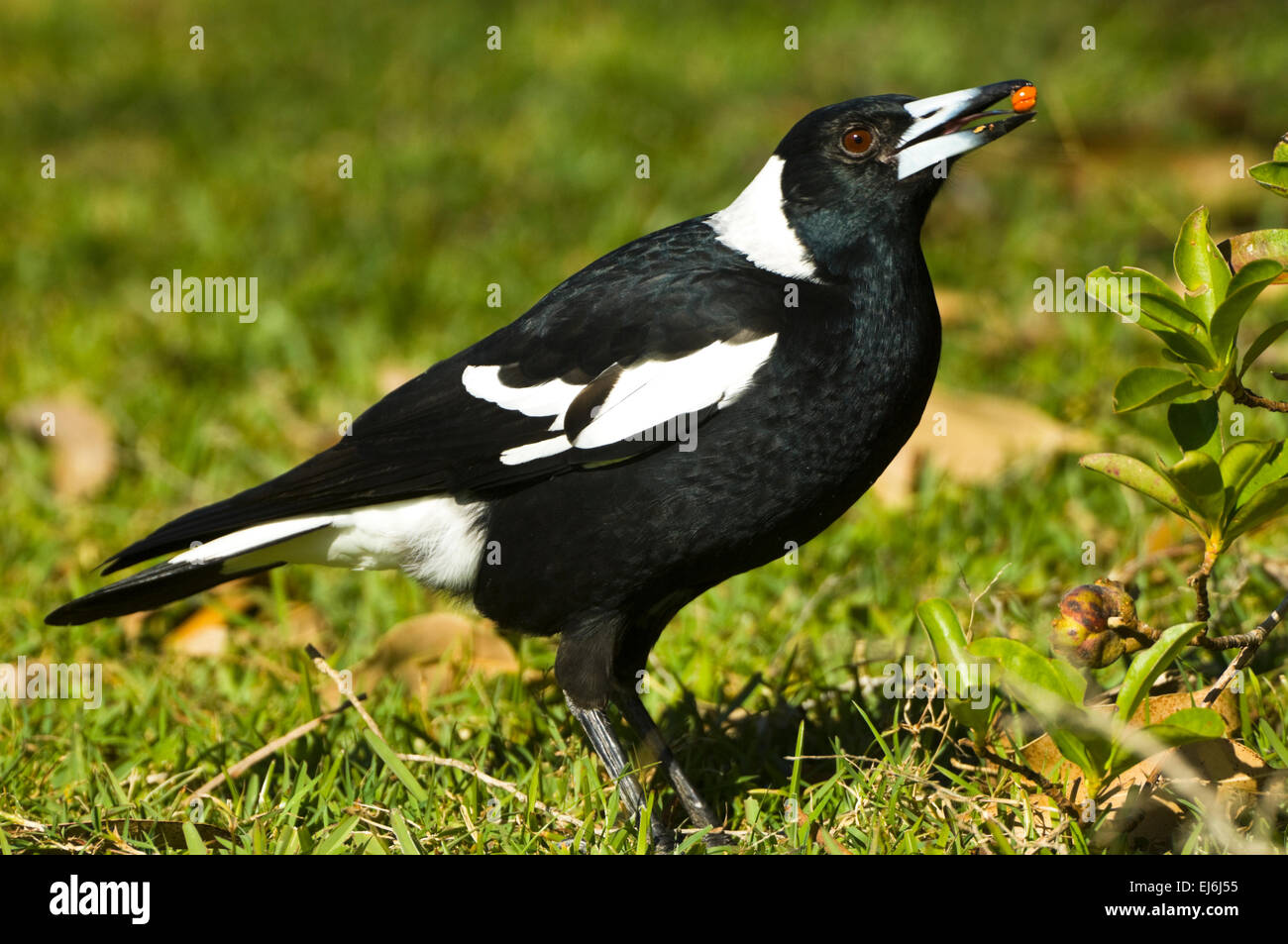Australian Magpie (Gymnorhina tibicen Stock Photo - Alamy