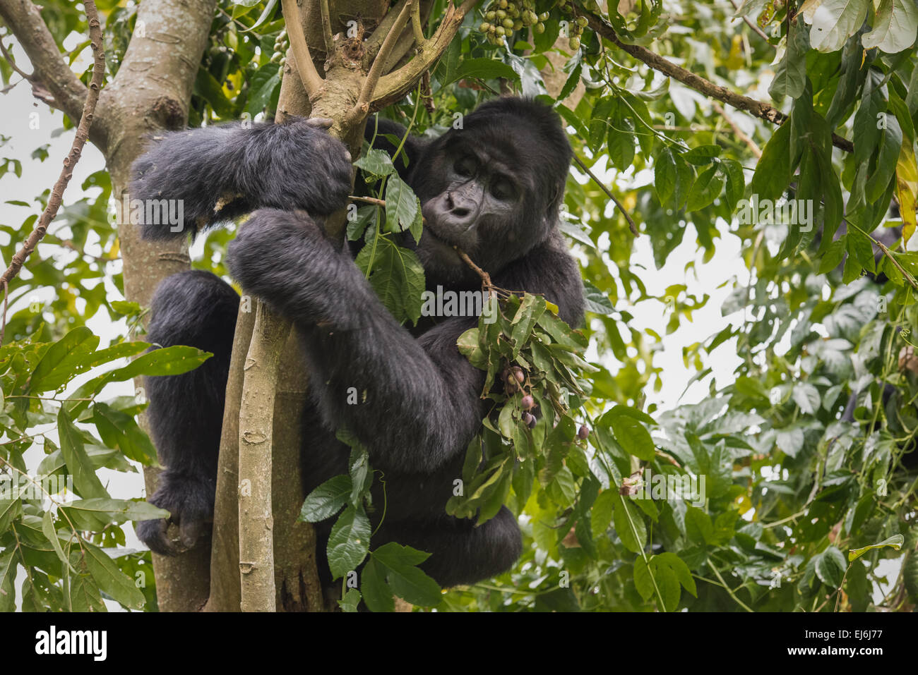 Mountain gorilla feeding in a tree, Rushegura Group, Bwindi ...