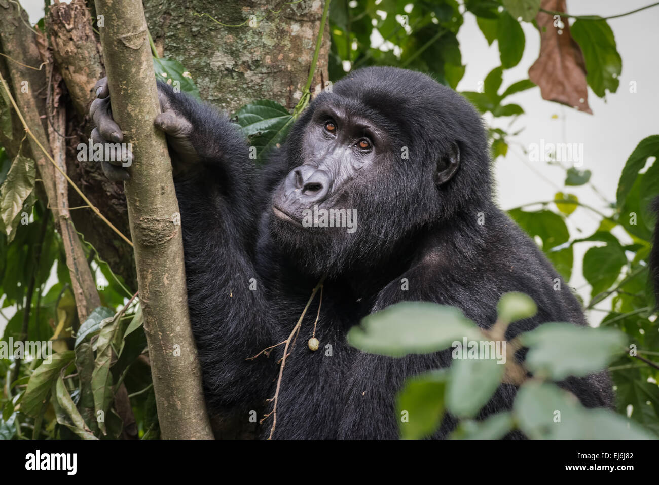African mountain gorilla hi-res stock photography and images - Alamy