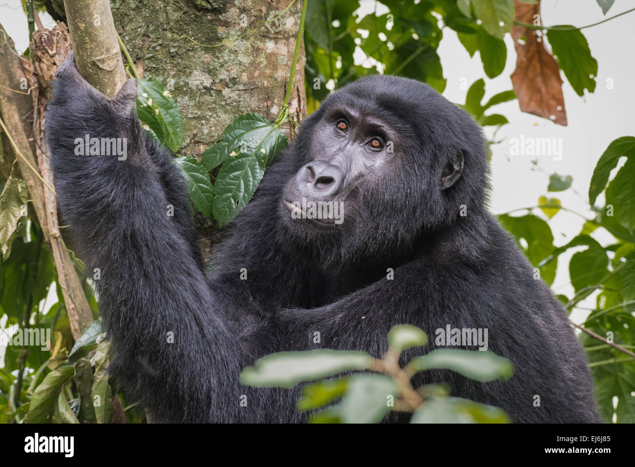 Gorilla tree hi-res stock photography and images - Alamy
