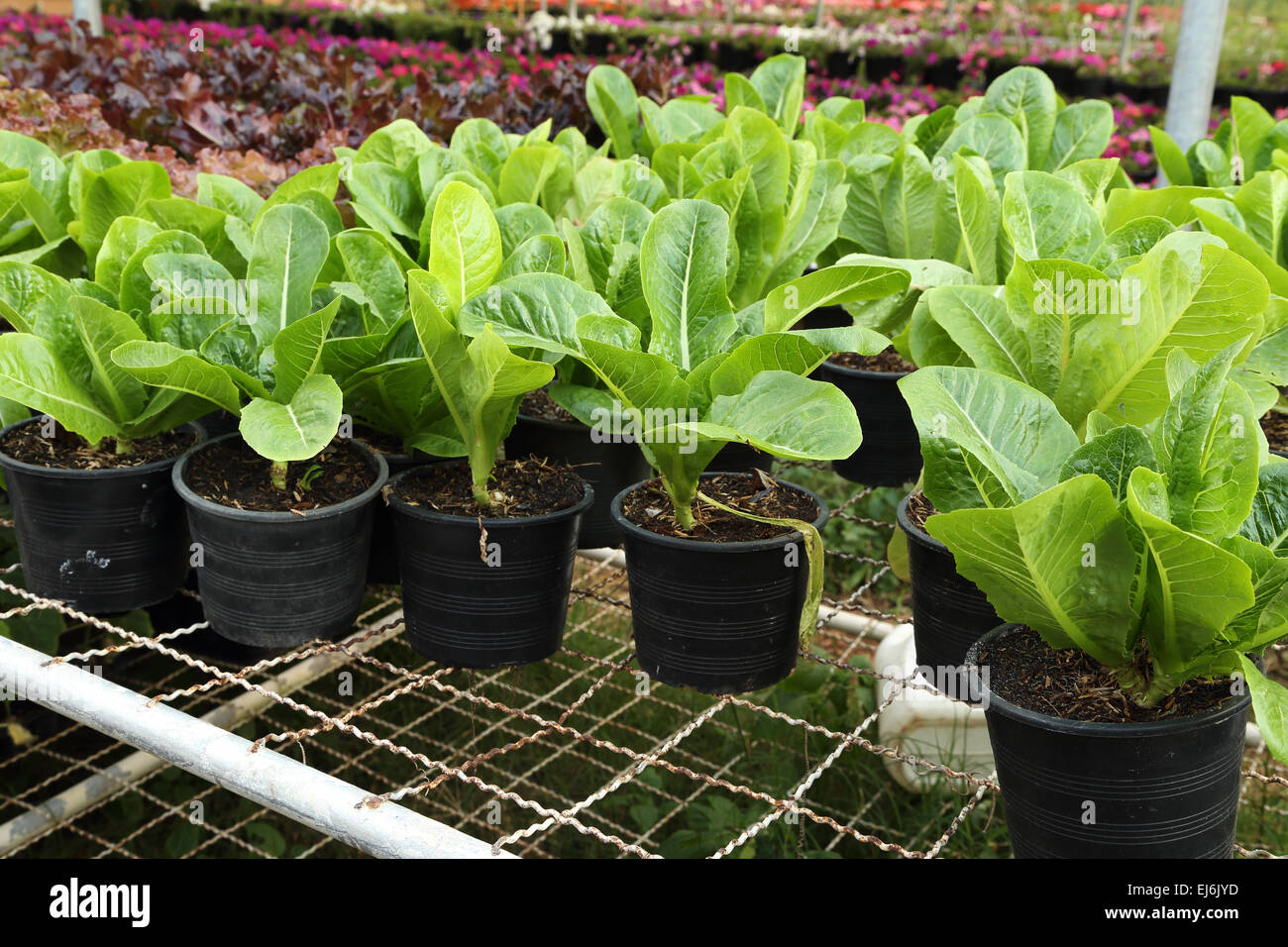 Agricultural butter culture hi-res stock photography and images - Alamy