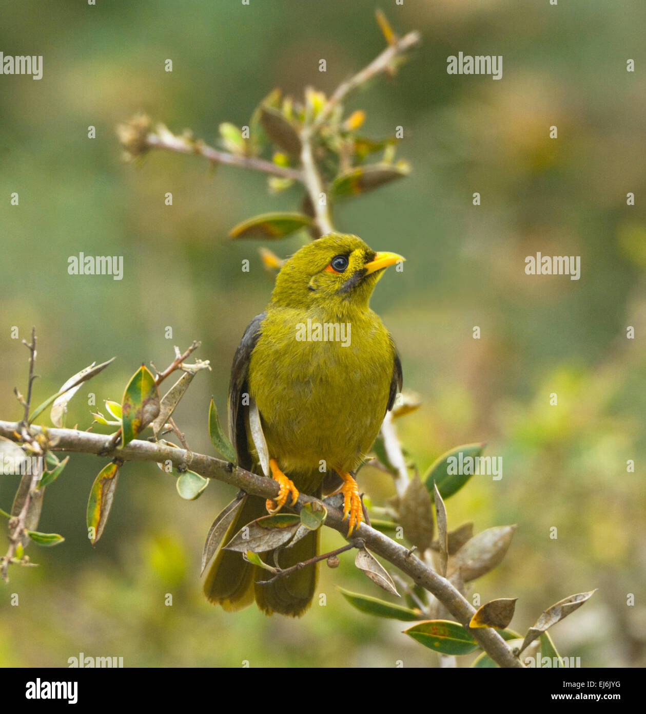 Australian bell bird hi-res stock photography and images - Alamy