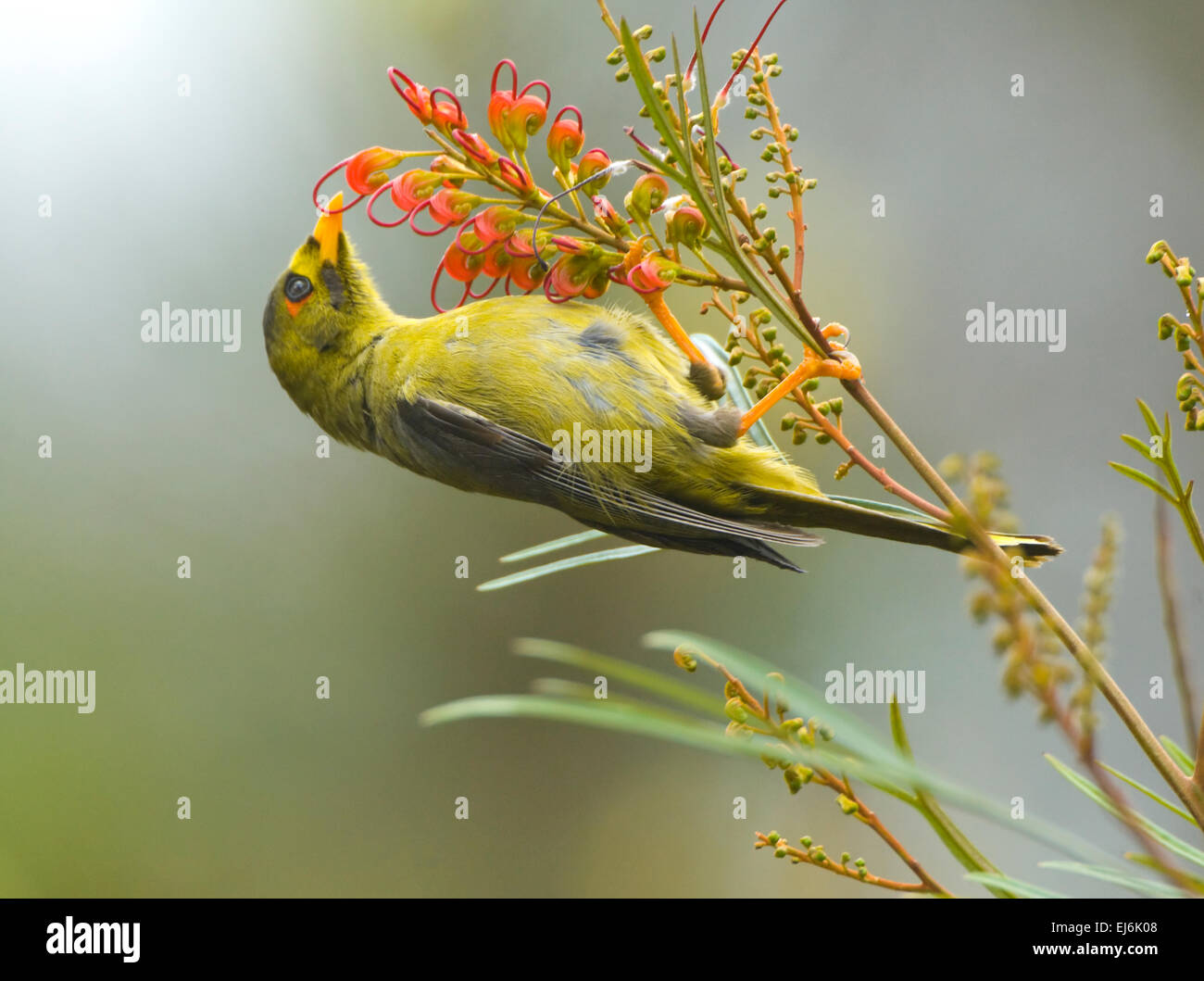 Bell Miner (Manorina melanophrys) is a Honeyeater feeding on nectar but ...