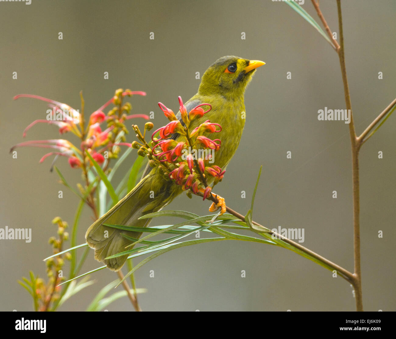 Australian bell bird hi-res stock photography and images - Alamy
