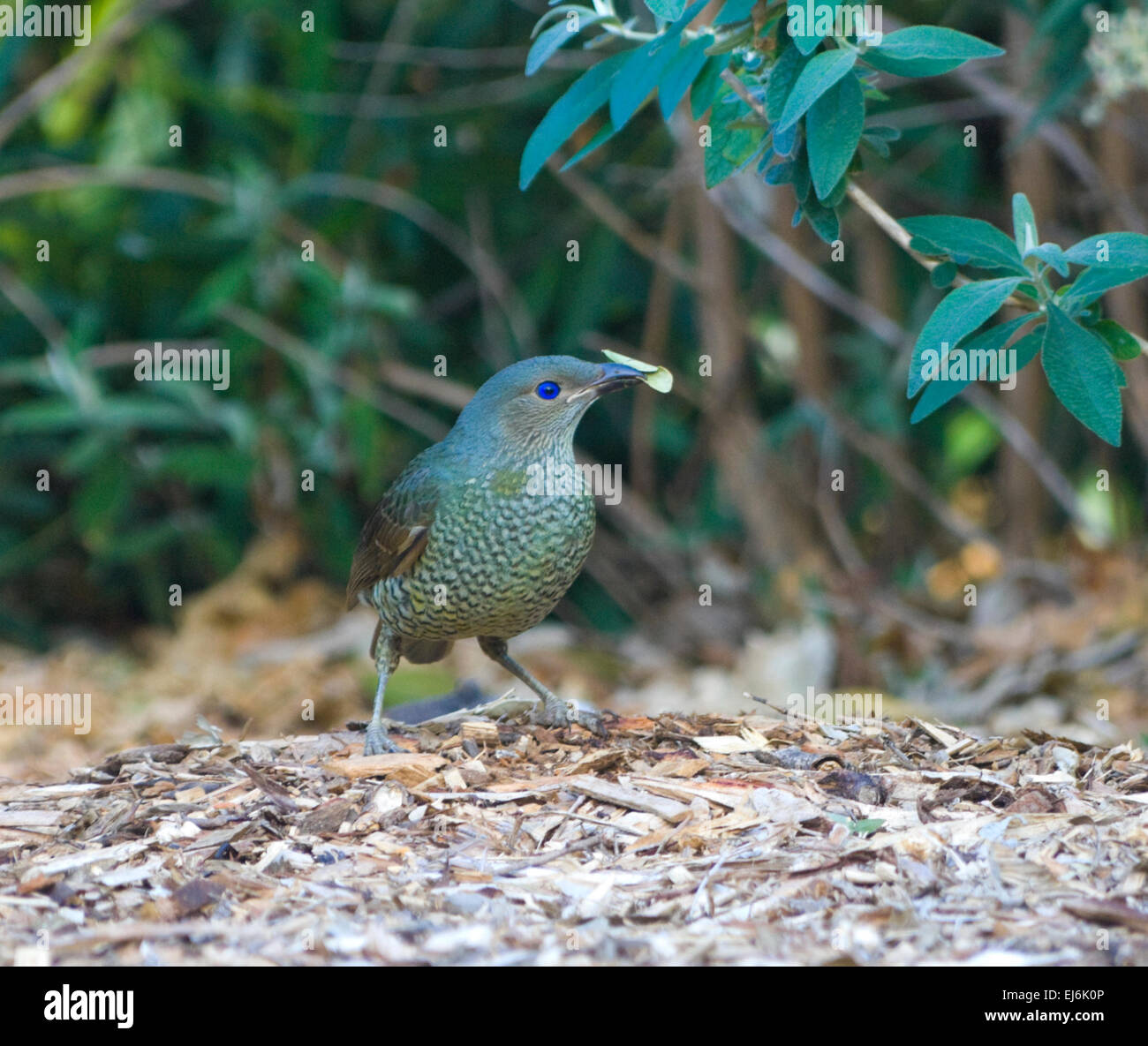 Female Satin Bowerbird (Ptilonorhynchus violaceus), New South Wales, NSW, Australia Stock Photo ...
