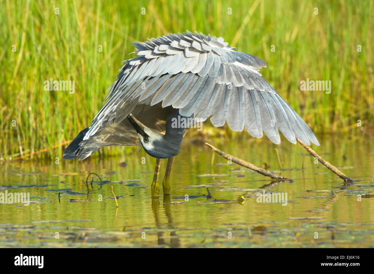 White-faced Heron preening (Egretta novaehollandiae) - New South Wales ...