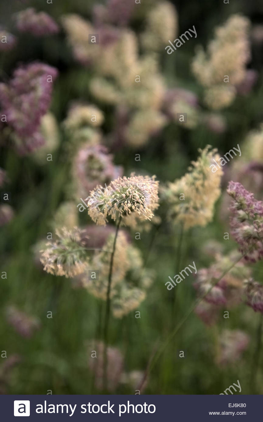 Cocksfoot Grass Stock Photos & Cocksfoot Grass Stock Images - Alamy