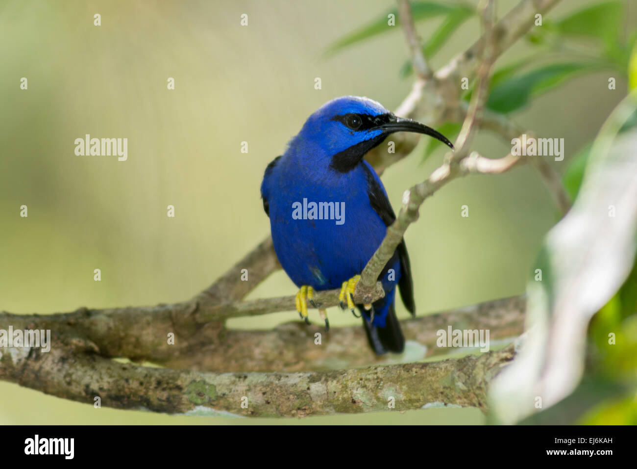 Honeysucker hi-res stock photography and images - Alamy