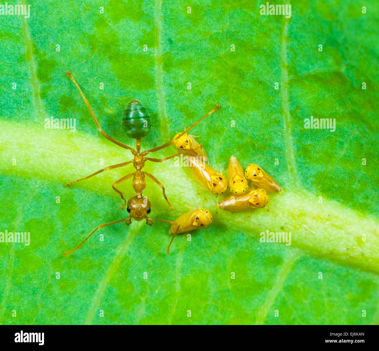 Green Tree Ants (Oecophylla smaragdina) milking a type of hopper in the Order Hemiptera ...