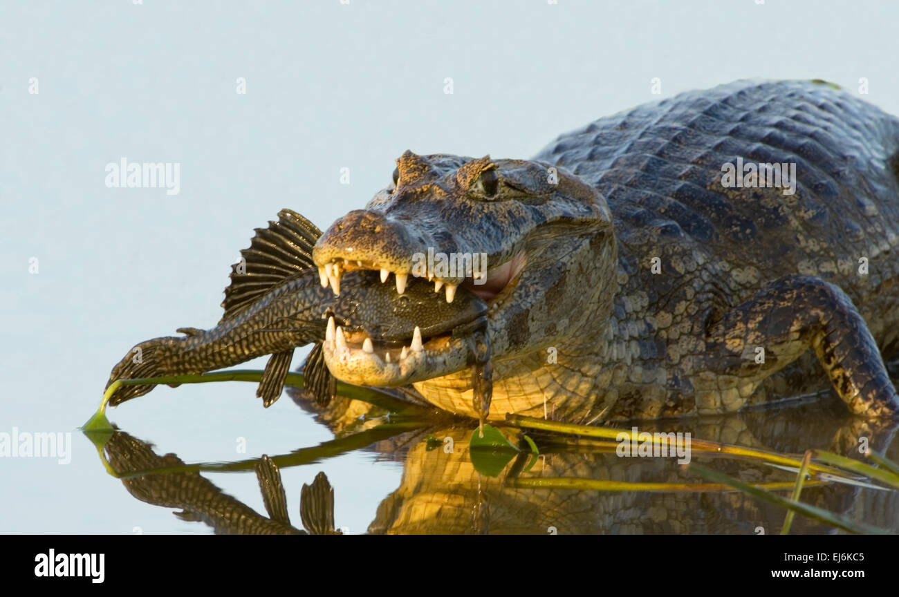 Pantanal caiman eating fish hi-res stock photography and images - Alamy