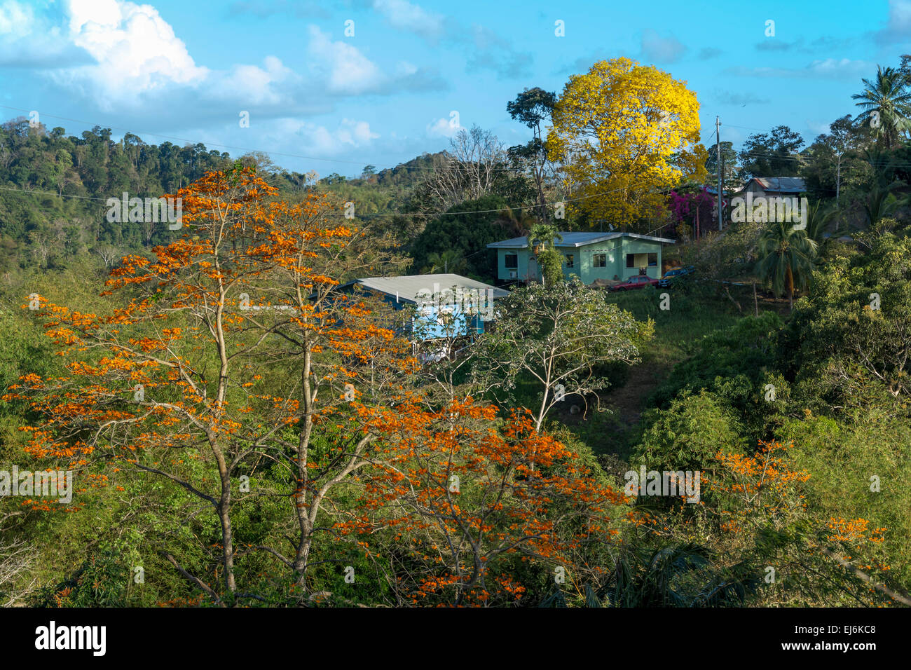 Immortelle Tree High Resolution Stock Photography and Images - Alamy