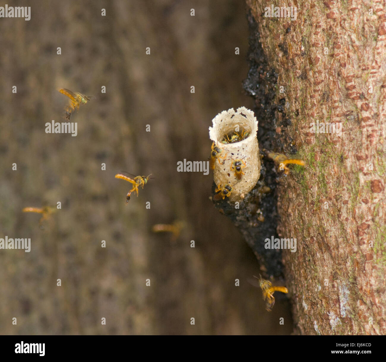 Stingless bee hi-res stock photography and images - Alamy