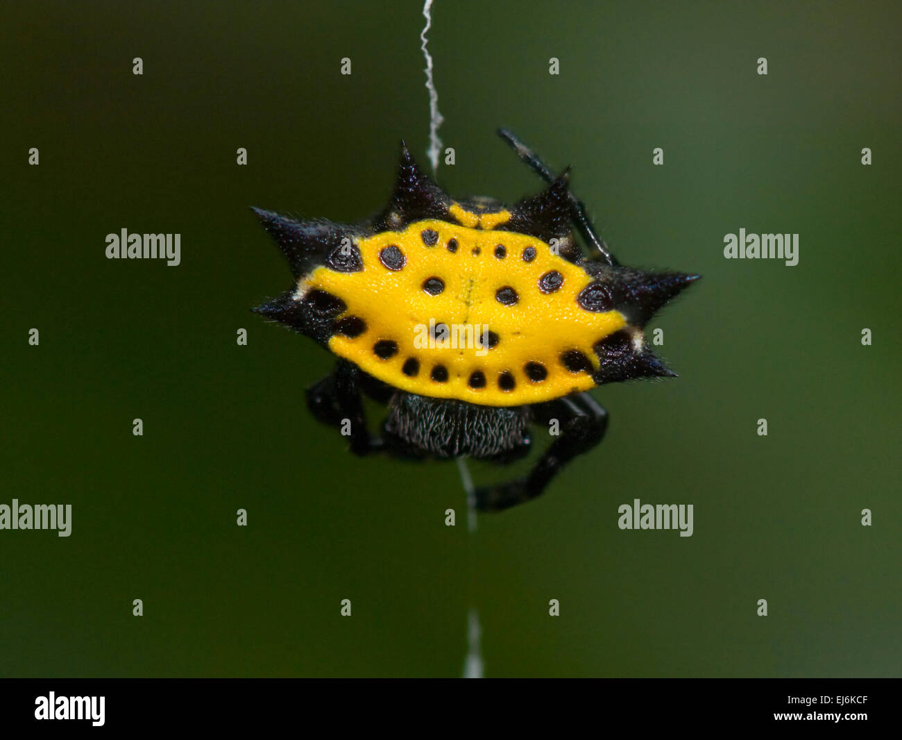 Crablike Spiny Orb Weaver (Gasteracantha cancriformis), Costa Rica ...