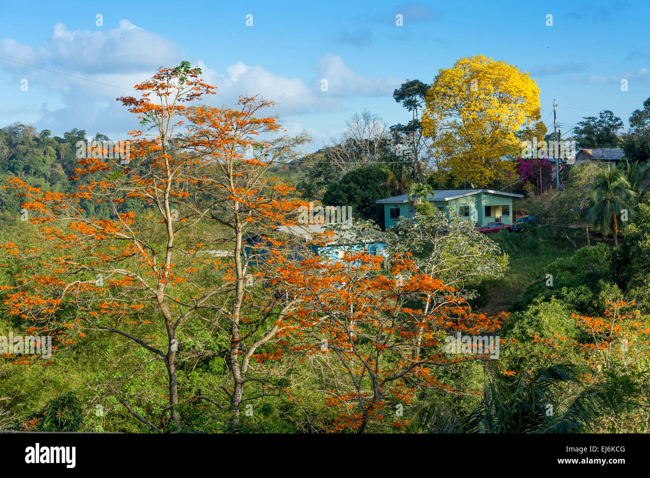 Beautiful Yellow Poui and Immortelle trees, Lopinot valley Trinidad ...