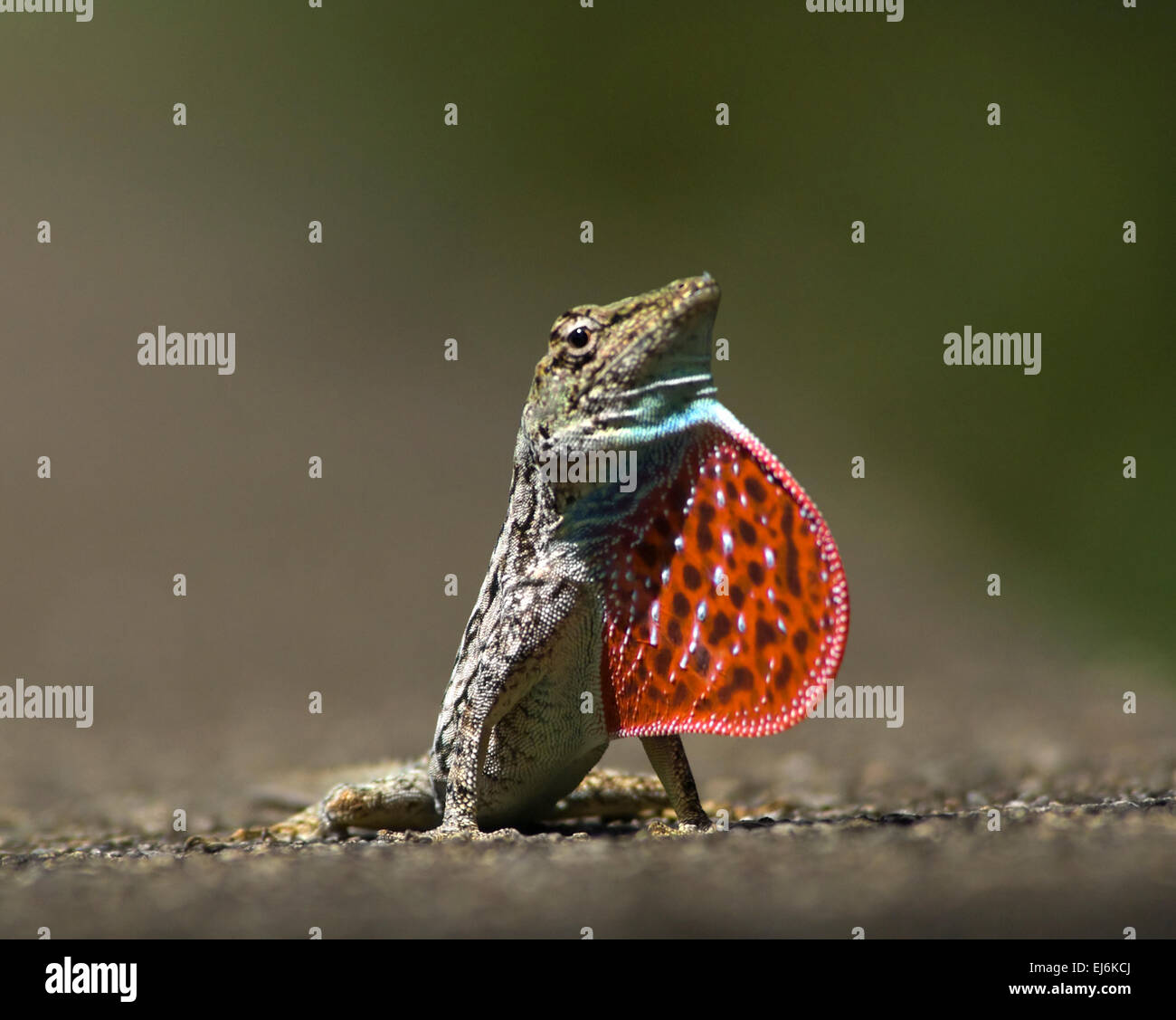 Male Anole Lizard displaying - Dominical - Costa Rica Stock Photo - Alamy