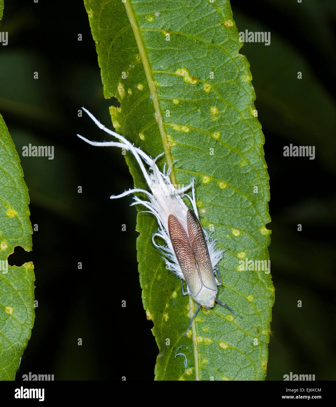 Planthopper hi-res stock photography and images - Alamy