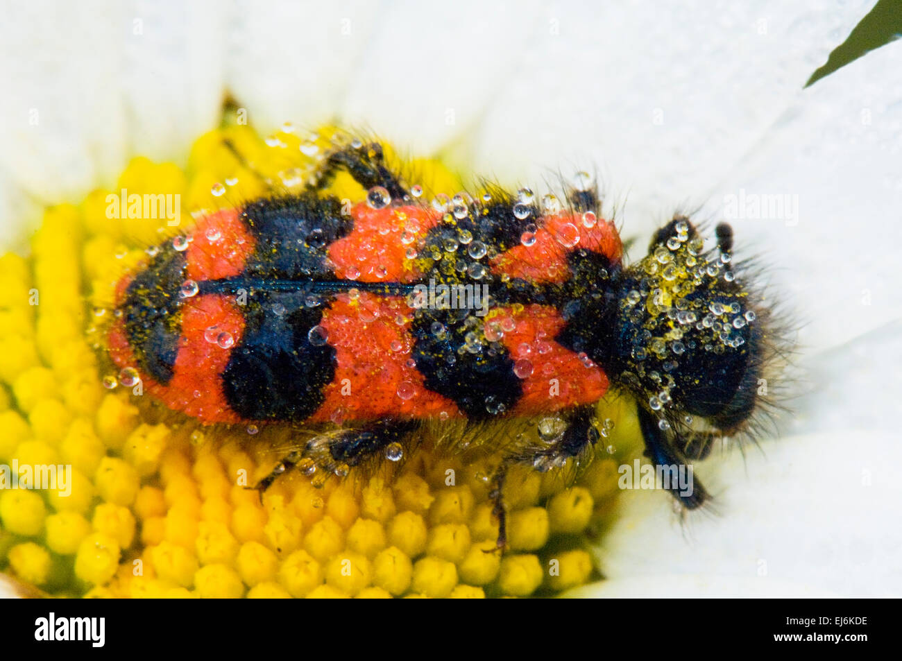 Chequered Bee Beetle (Trichodes apiarius), France Stock Photo - Alamy