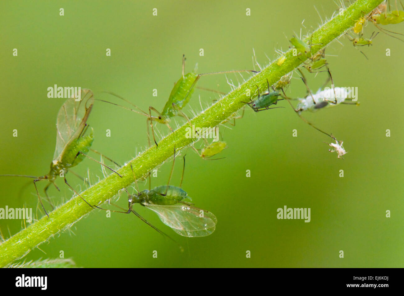 Aphids hi-res stock photography and images - Alamy