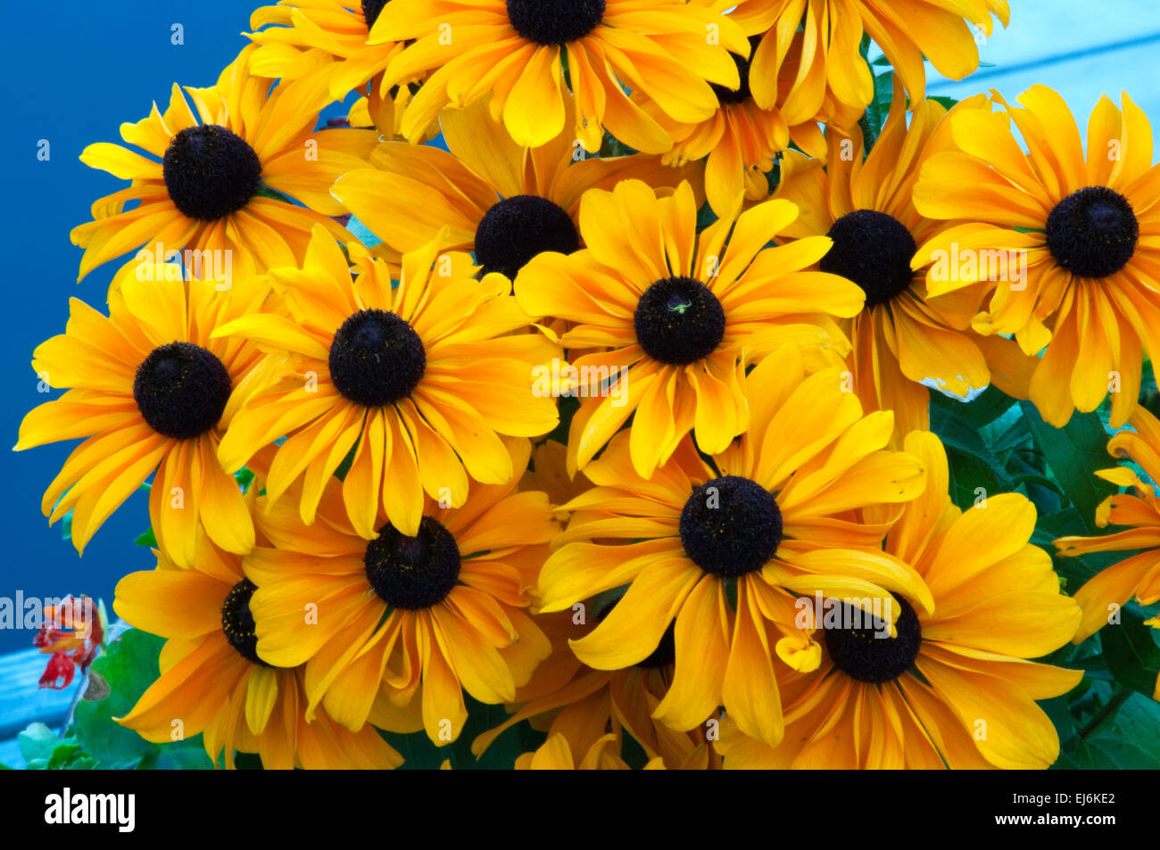 A bouquet of corn flowers Stock Photo - Alamy