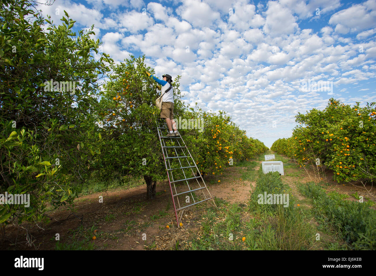 worker on an orange farm, south Australia Stock Photo - Alamy