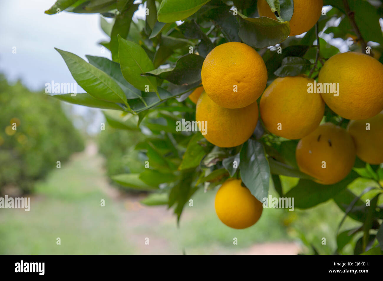 valencia oranges in orange tree farm, south Australia Stock Photo - Alamy