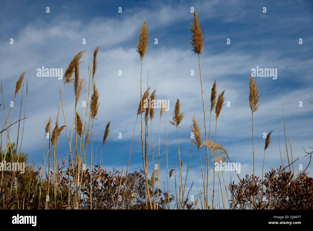 Native marshland plants hi-res stock photography and images - Alamy