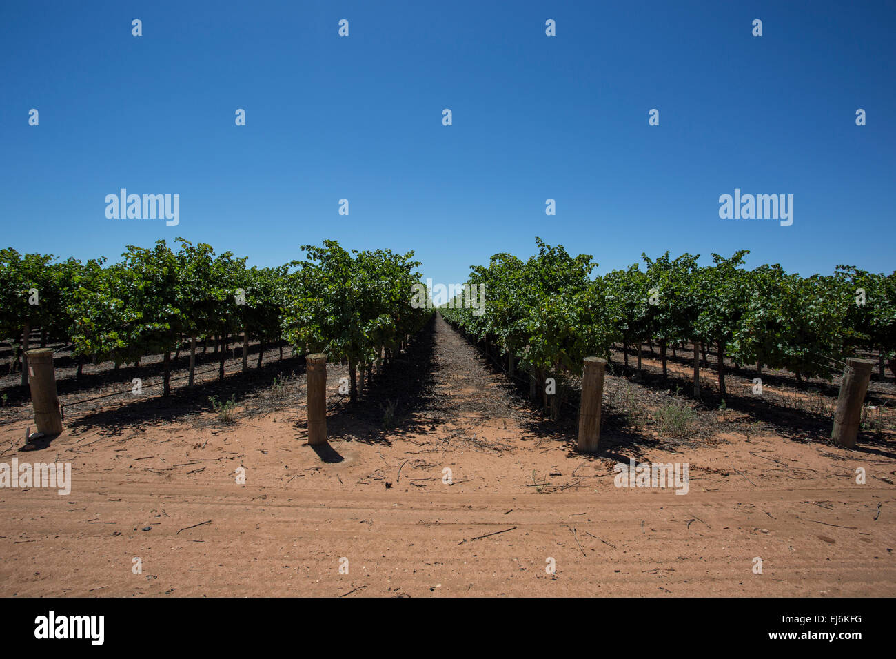 Australia grape hi-res stock photography and images - Alamy