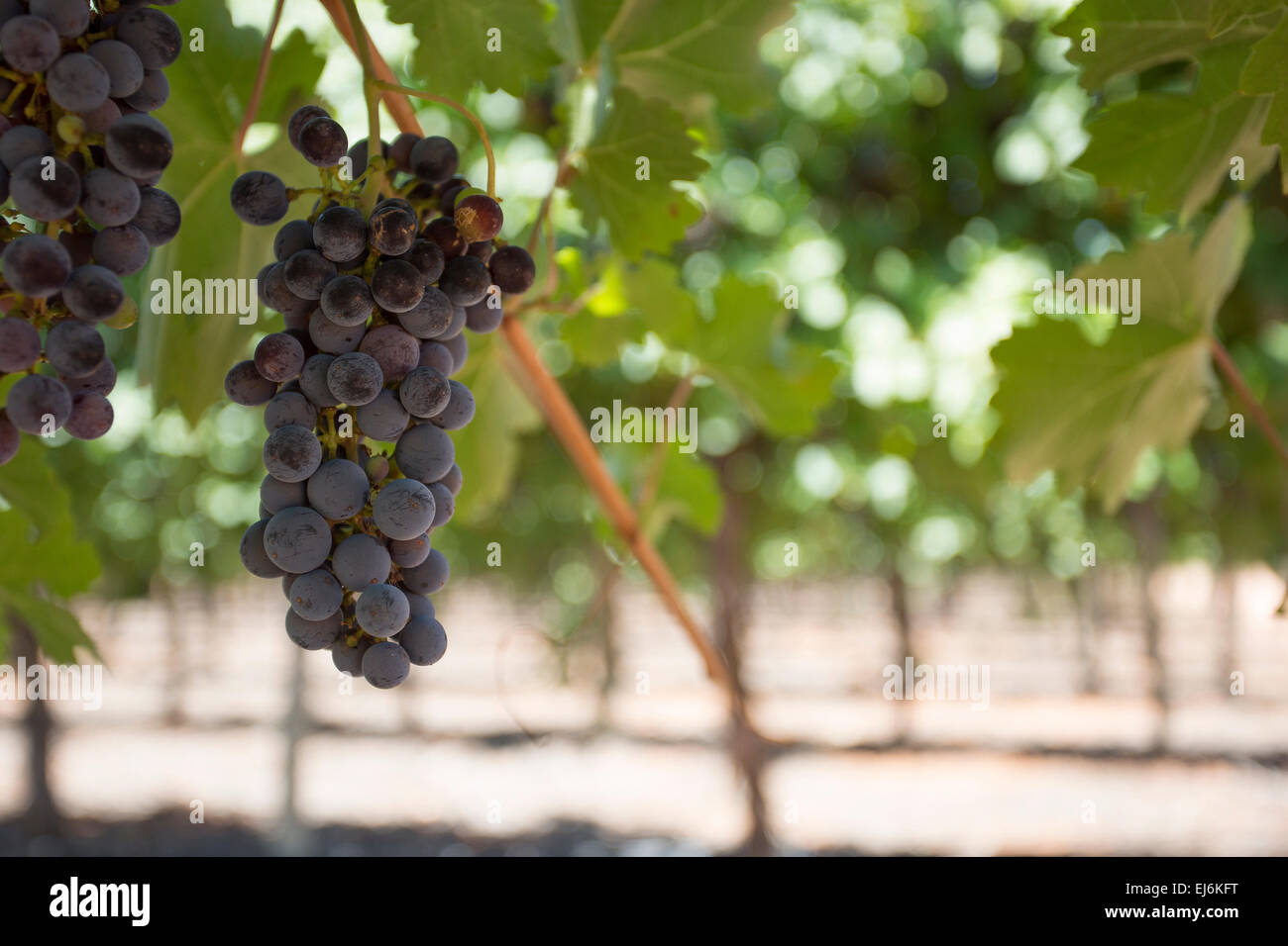 Australian grapes hi-res stock photography and images - Alamy
