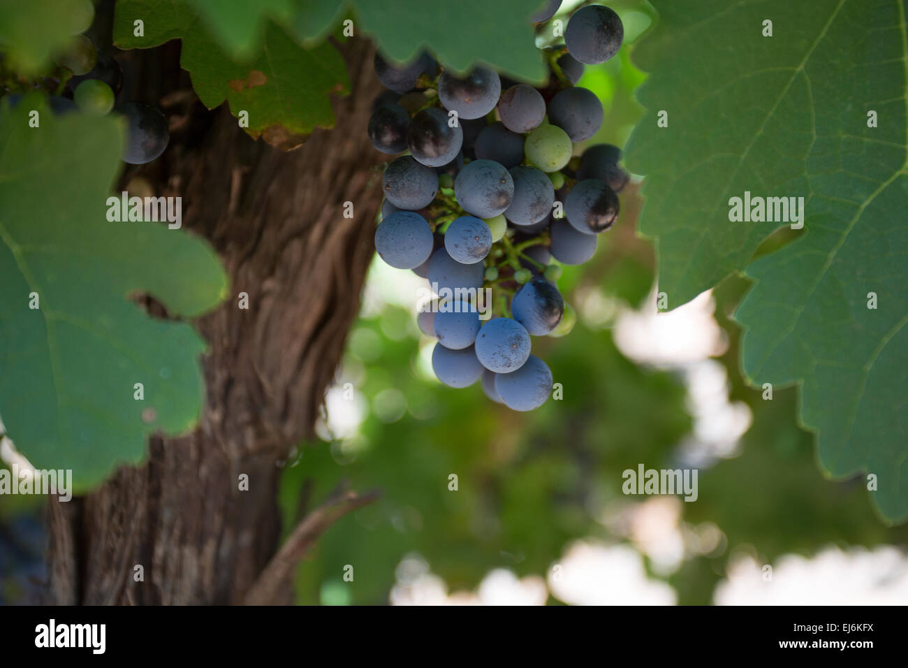 Grape vine green australian hi-res stock photography and images - Alamy