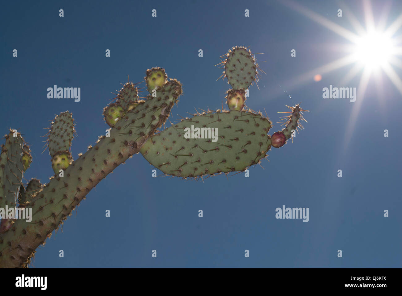Texas cactus hi-res stock photography and images - Alamy