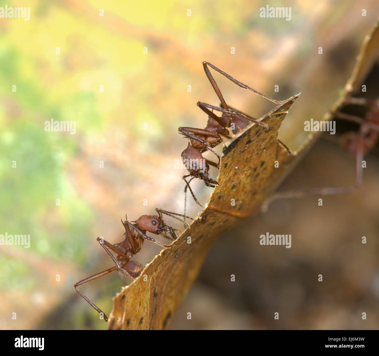 Leaf cutting ants carrying leaves hi-res stock photography and images ...