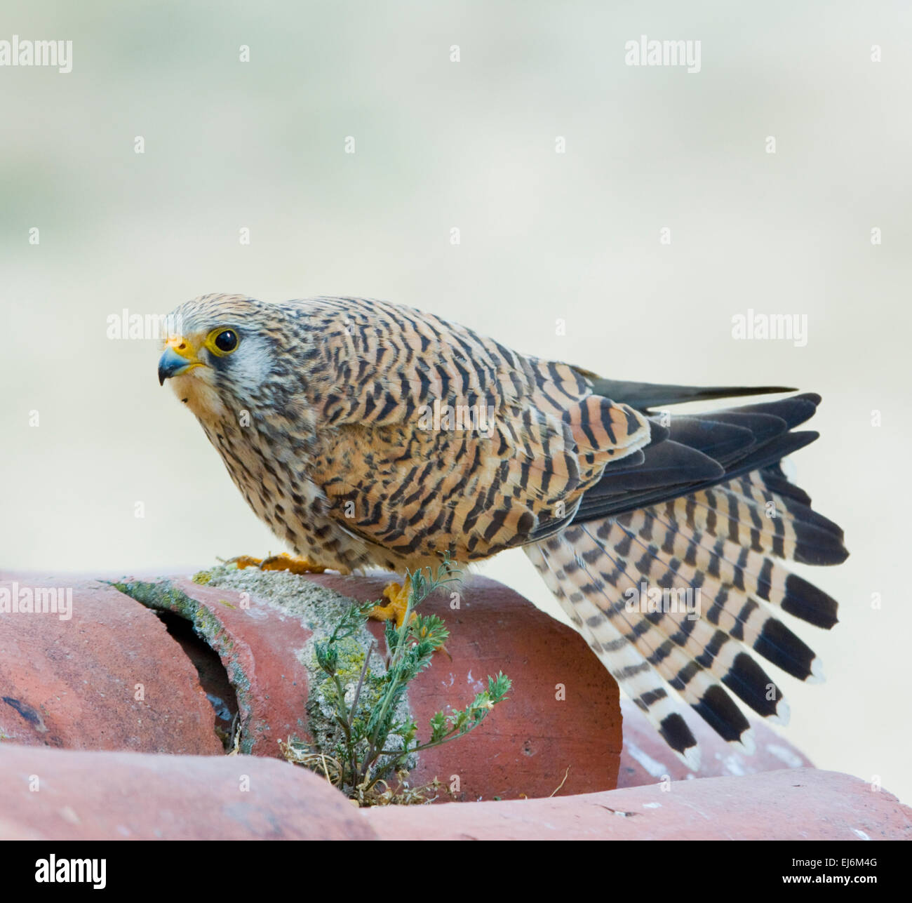 Female Lesser Kestrel Falco naumanni Extremadura Spain Stock Photo - Alamy