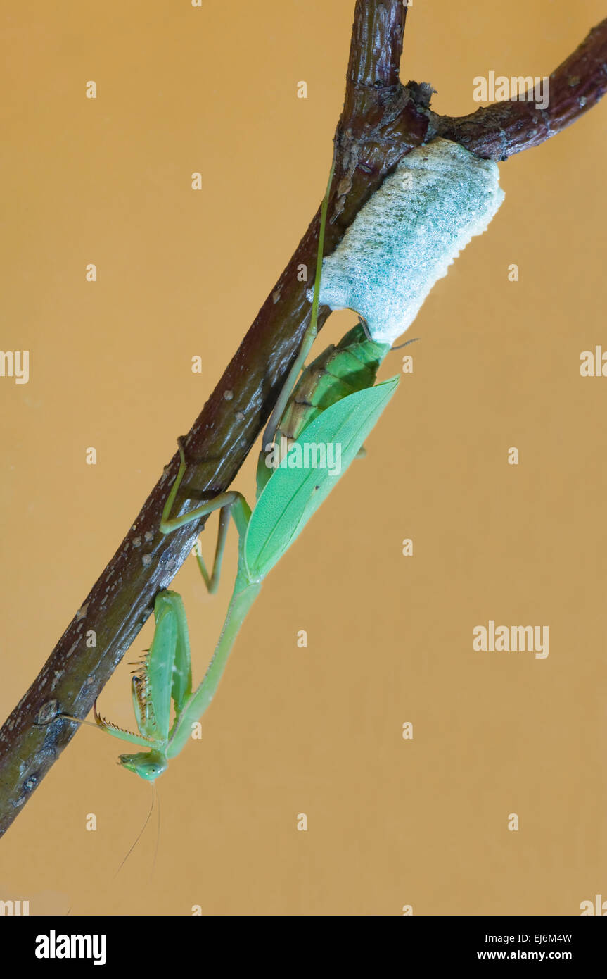 Praying Mantis (Stagmomantis theophila) laying a Cocoon Stock Photo - Alamy