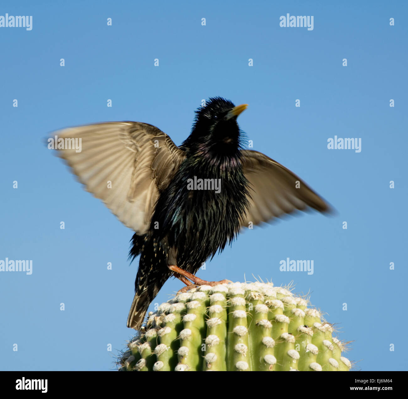 Starlings with open wings hi-res stock photography and images - Alamy