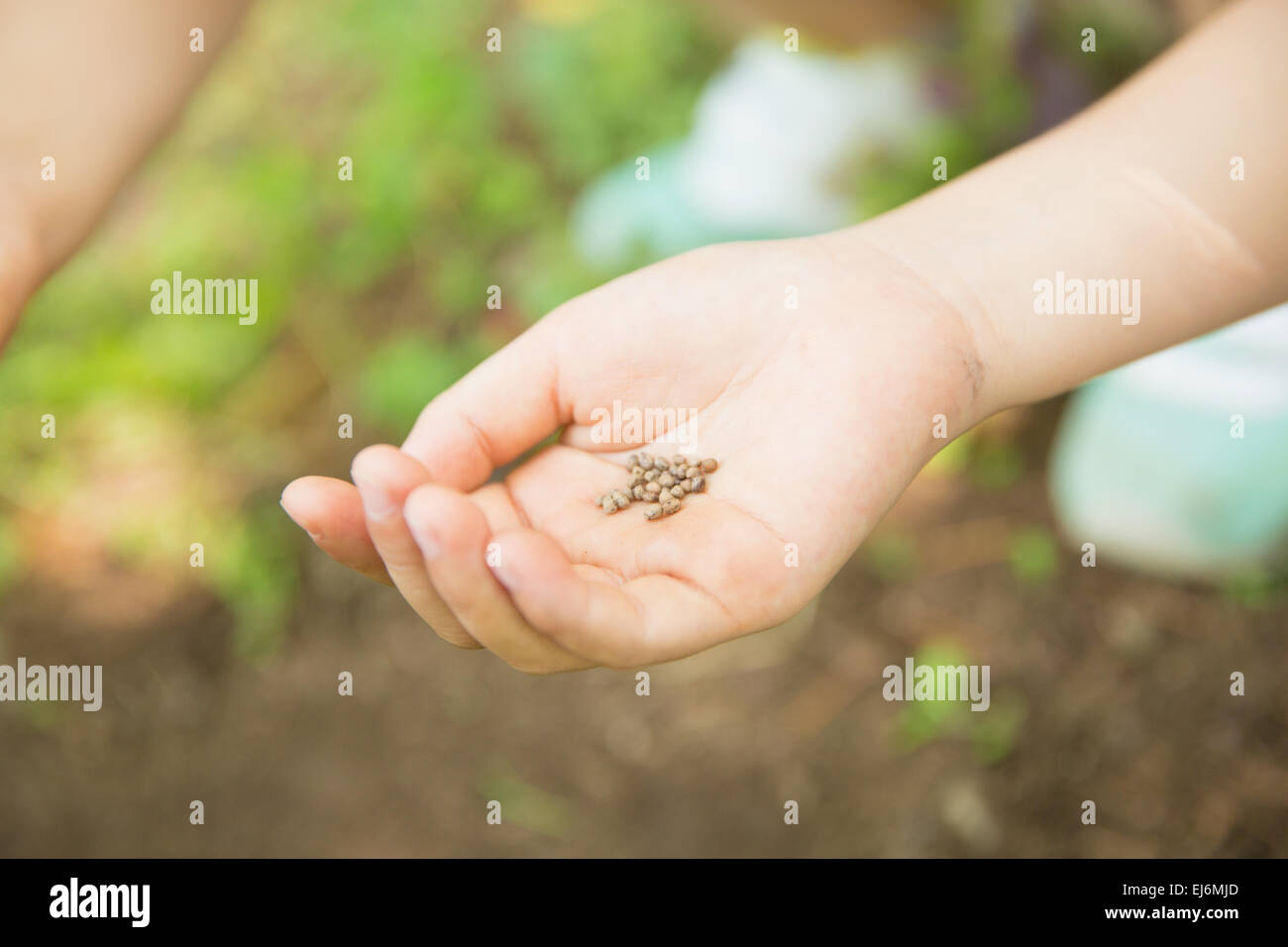 Kid holding seeds in the hand Stock Photo - Alamy