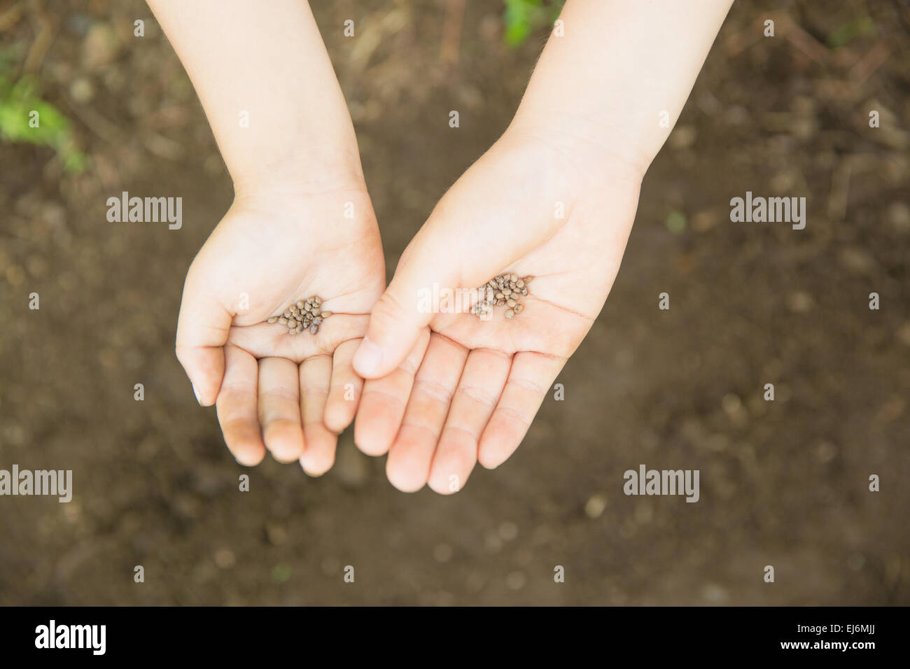Kids holding seeds in the hands Stock Photo - Alamy