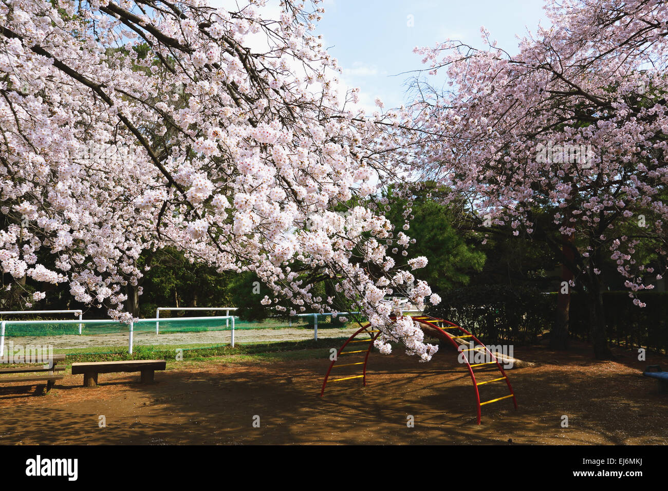 Cherry blossoms blooming in a park, Tokyo, Japan Stock Photo - Alamy
