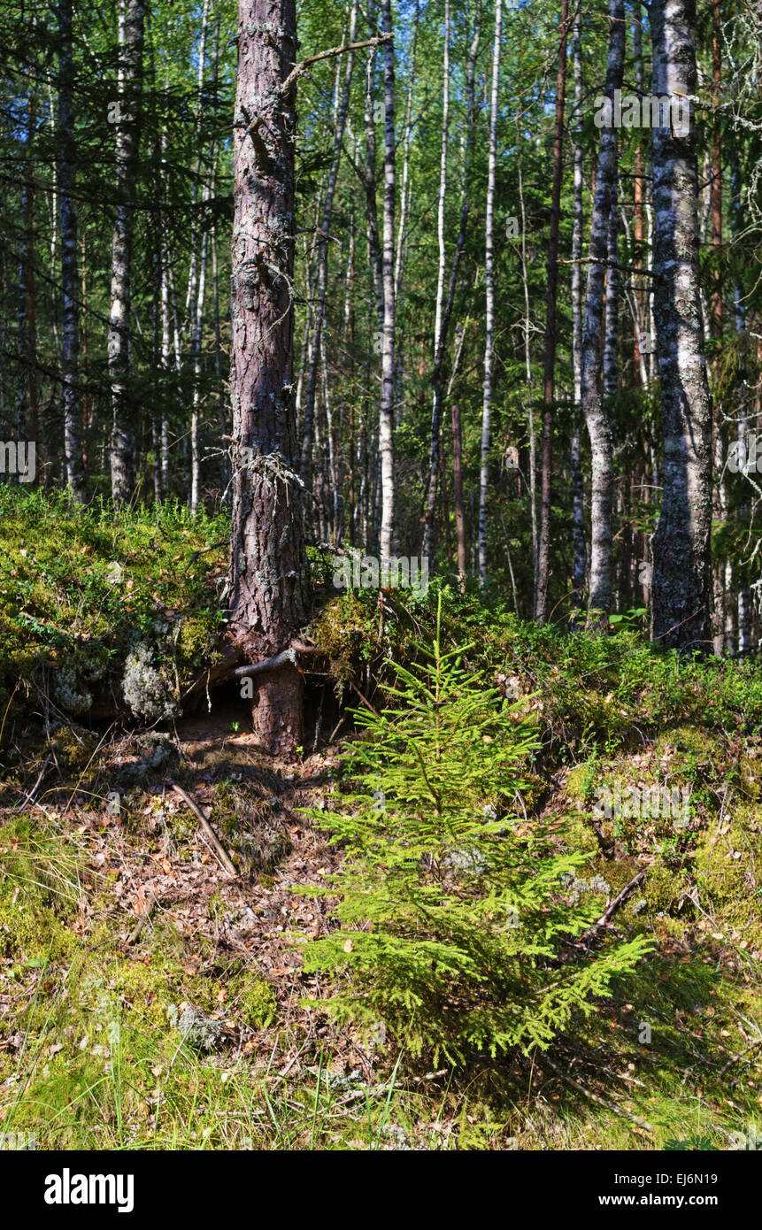 Forest landscape with birches and young fir-tree Stock Photo - Alamy