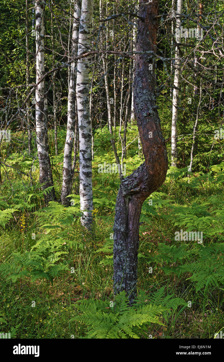 Forest landscape with birches, fern and curved pine Stock Photo - Alamy Forest landscape with birches, fern and curved pine Stock Photo - Alamy