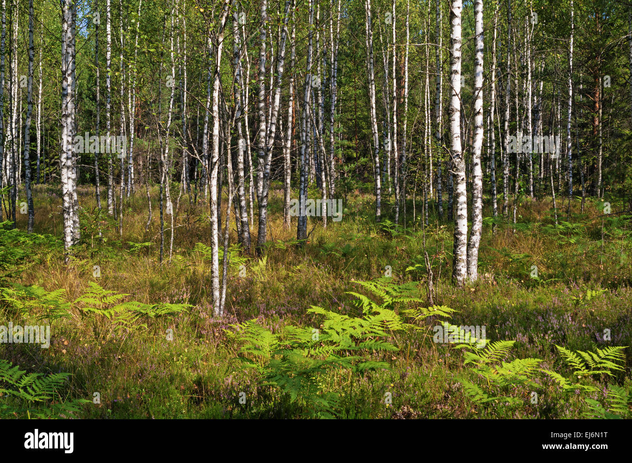 Forest landscape with birches and fern Stock Photo - Alamy Forest landscape with birches and fern Stock Photo - Alamy