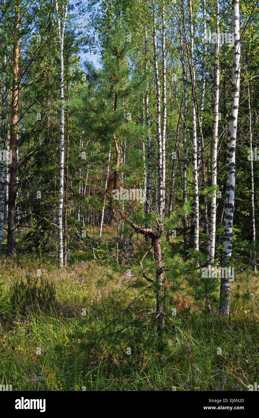Forest landscape with birches, fern and curved pine Stock Photo - Alamy Forest landscape with birches, fern and curved pine Stock Photo - Alamy