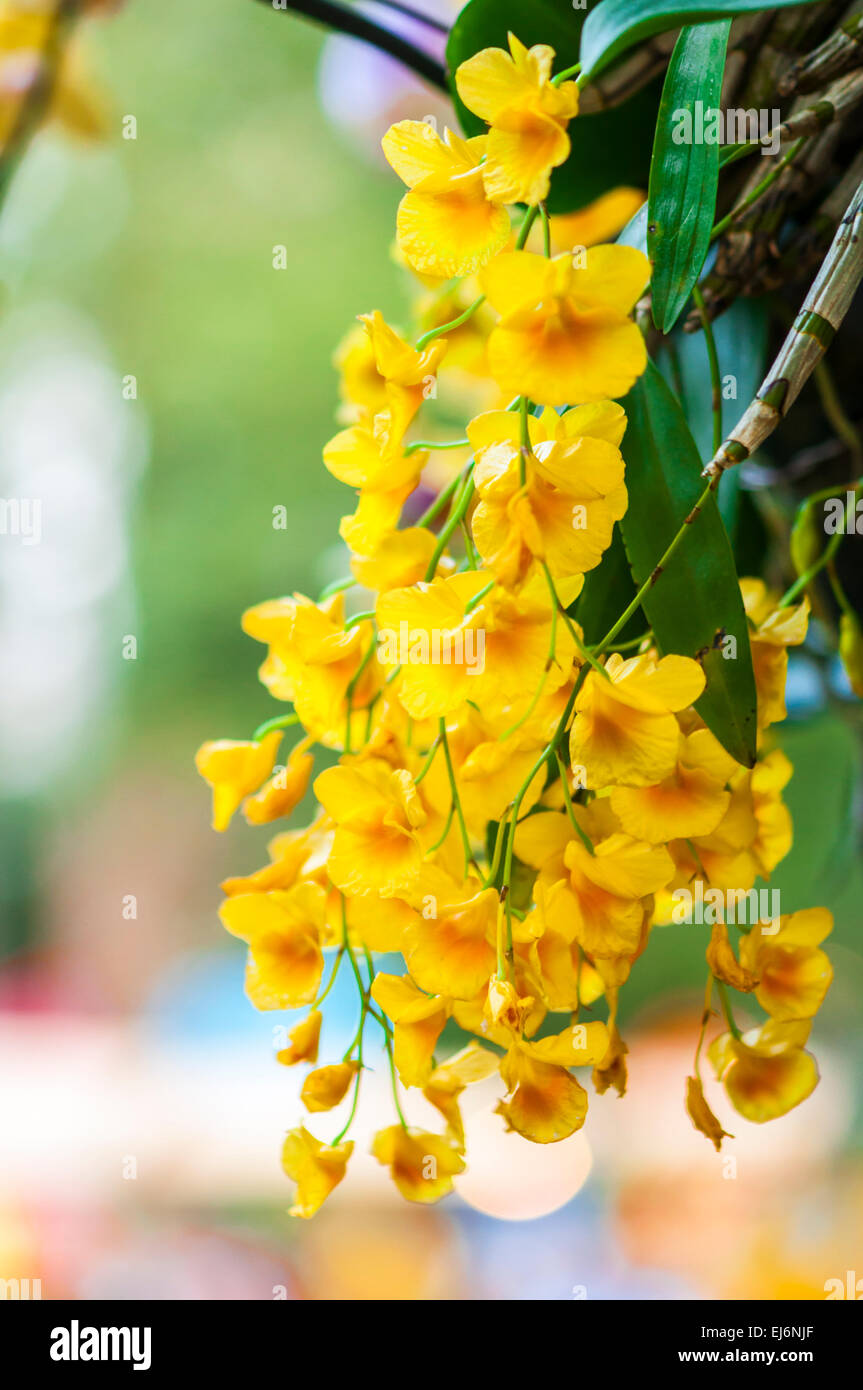 Orchids of vietnam hi-res stock photography and images - Alamy